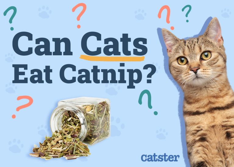 Does Catnip Calm Cats? Vet Approved Facts, How It Works & FAQ - Catster