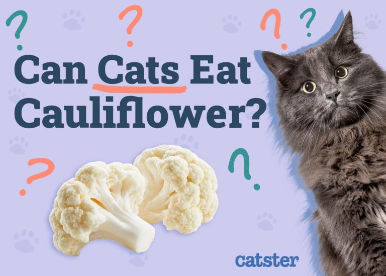 Can Cats Eat Soy? Vet-Approved Nutritional Facts & FAQ - Catster