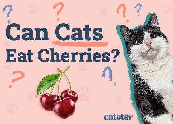Can Cats Eat Cherries? Vet-Reviewed Risks & Precautions - Catster