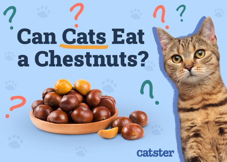 Can Cats Eat Turkey? Vet-Reviewed Nutrition Facts & FAQ - Catster