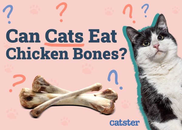 Can Cats Eat Chicken Bones? Vet-Verified Nutrition Facts & Safety Guide ...
