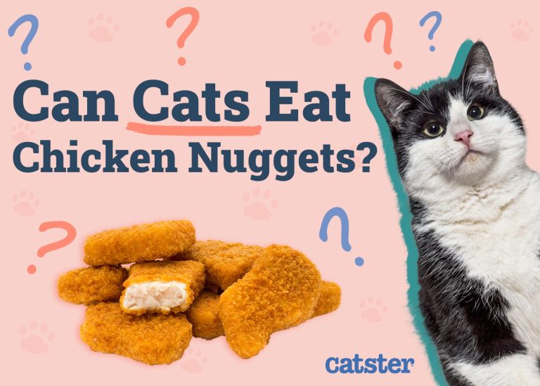 Can Cats Eat Bugs & Insects? Vet-Approved Health & Safety Facts - Catster