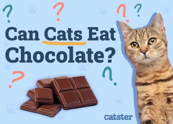 Can Cats Eat Weed? Vet-Approved Facts & Safety Guide - Catster