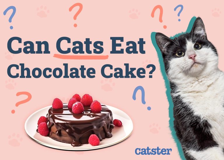 Can Cats Eat Chocolate Cake? Vet Reviewed Facts & Safety Guide - Catster