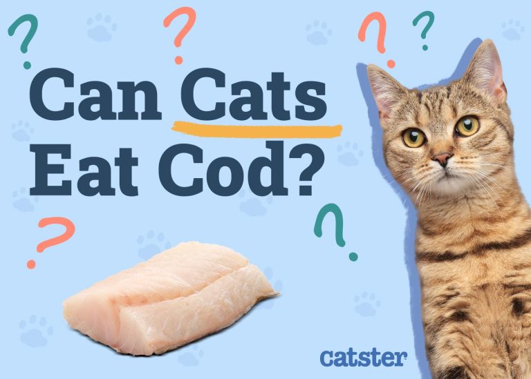 Can Cats Eat Fried Chicken? Vet-Reviewed Risks & FAQ - Catster
