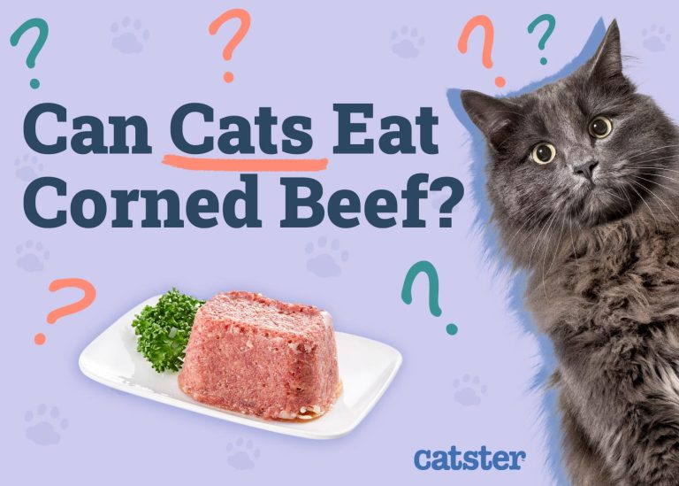 Can Cats Eat Mustard? Vet-Verified Risks & Precautions - Catster