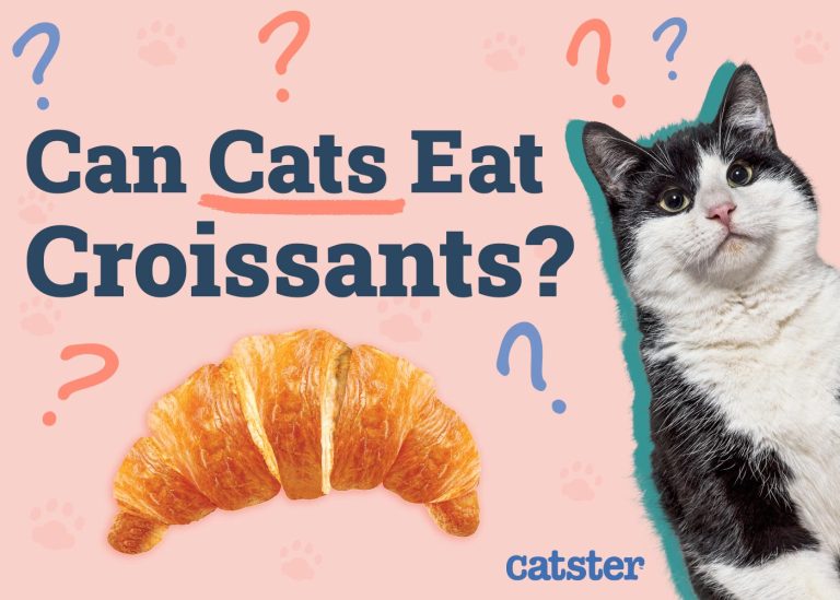 Can Cats Eat Croissants? Vet-Approved Facts & FAQ - Catster