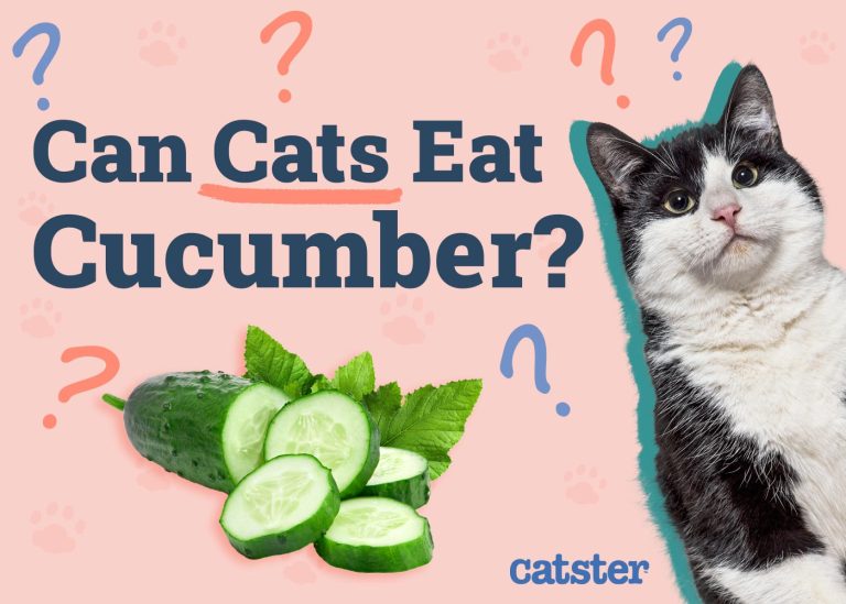 Can Cats Eat Frogs? Vet-Reviewed Safety Facts - Catster