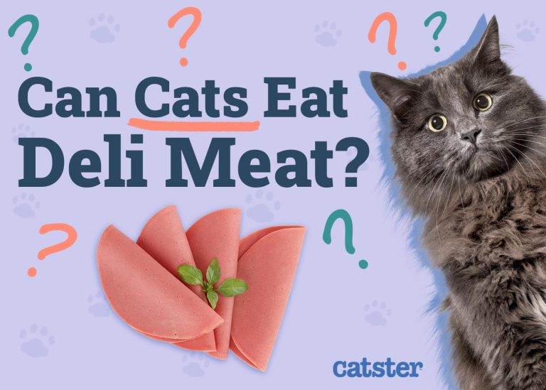 Can Cats Eat Pasta? Vet-Reviewed Diet Facts & FAQ - Catster