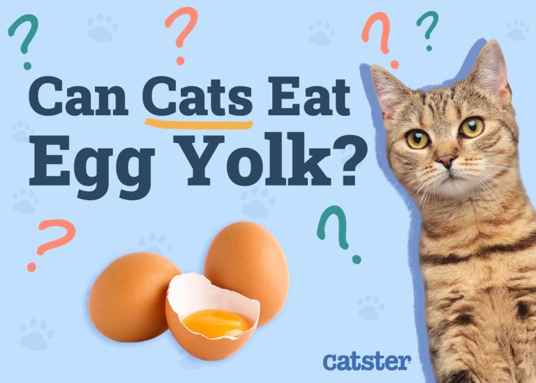 Can Cats Eat Curry? Vet-Reviewed Facts & FAQ - Catster