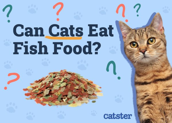 Can Cats Eat Soy? Vet-Approved Nutritional Facts & FAQ - Catster