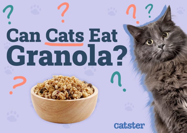 Can Cats Eat Corn? Vet-Approved Nutritional Facts & FAQ - Catster