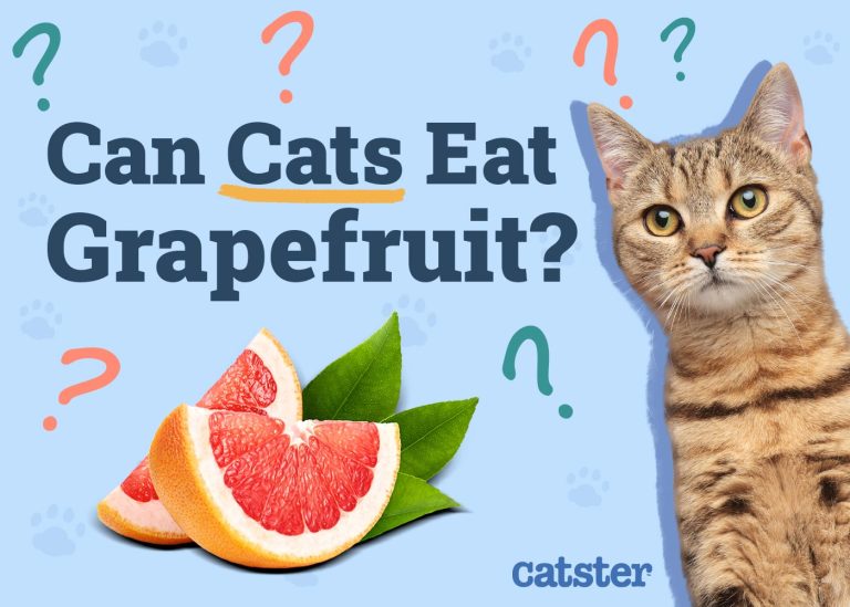 Can Cats Eat Spiders? Precautions & Facts - Catster