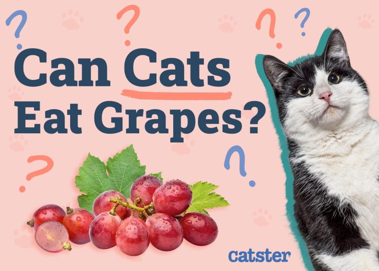 Can Cats Eat Grapes? Vet-Reviewed Nutrition Facts & FAQ - Catster
