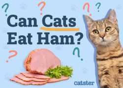 Can Cats Eat Ham? Vet-Approved Health Benefits & FAQ - Catster