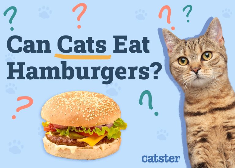 Can Cats Eat Curry? Vet-Reviewed Facts & FAQ - Catster
