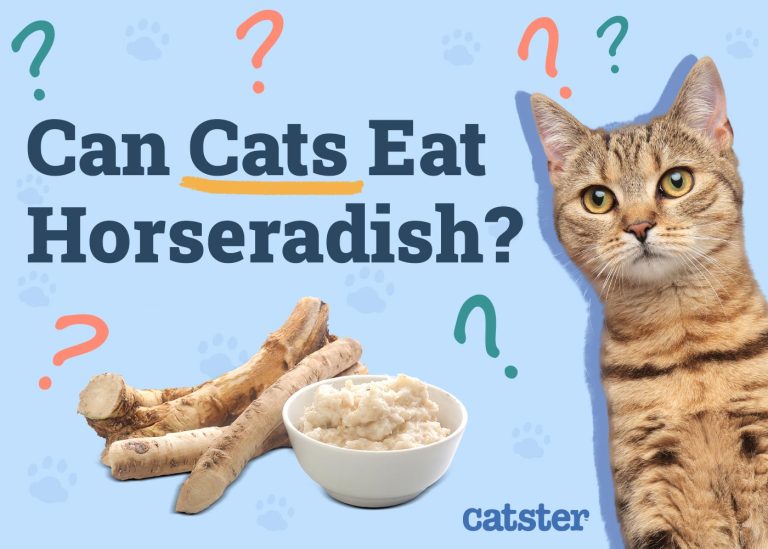 Can Cats Eat Mustard? Vet-Verified Risks & Precautions - Catster