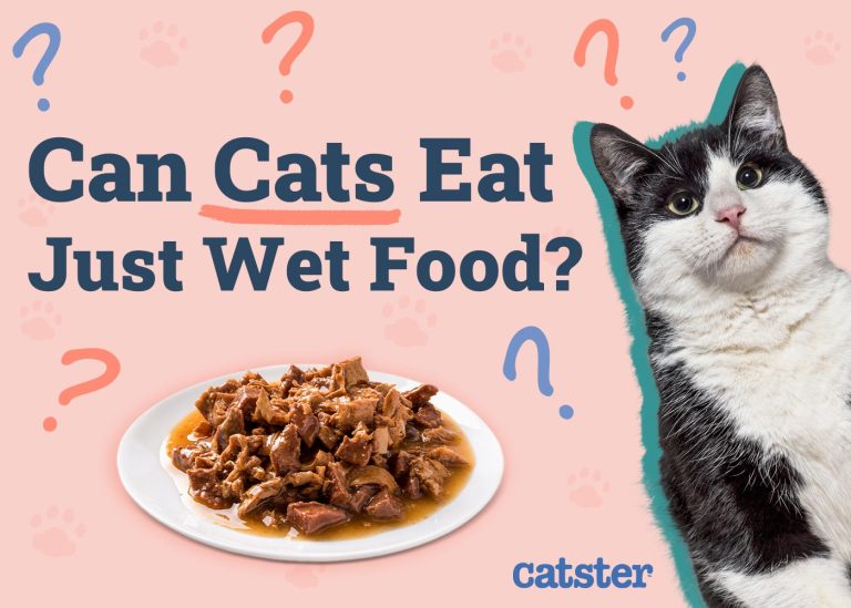 Can Cats Eat Just Wet Food? Vet-Reviewed Facts & FAQ - Catster