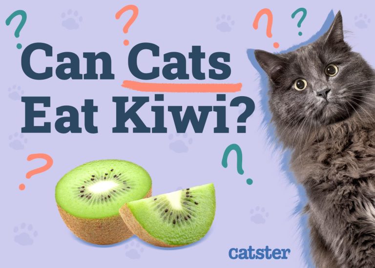 Can Cats Eat Lemon? Vet-Verified Facts & FAQ - Catster