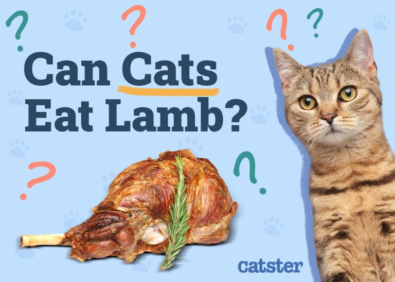 Can Cats Eat Lamb? Vet-Reviewed Pros & Cons - Catster