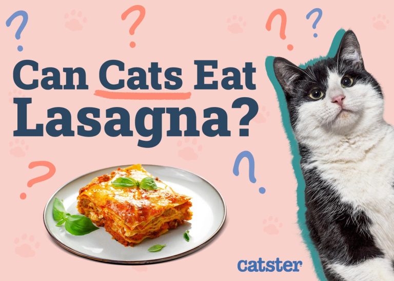 Can Cats Eat Mustard? Vet-Verified Risks & Precautions - Catster