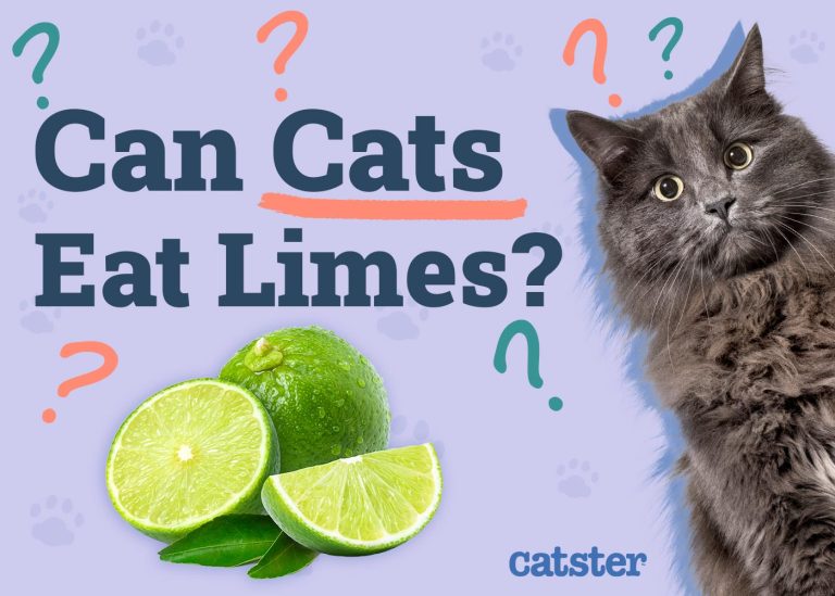 Can Cats Eat Lemon? Vet-Verified Facts & FAQ - Catster
