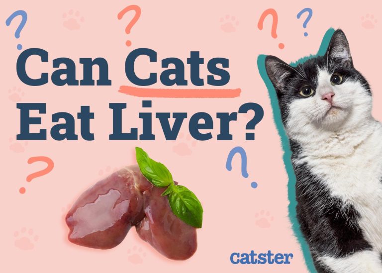 Can Cats Eat Fish Bones? Vet-Reviewed Feeding Facts - Catster