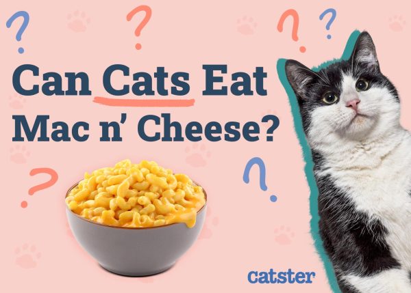 Can Cats Eat Mac & Cheese? Vet-Reviewed Info to Know! - Catster