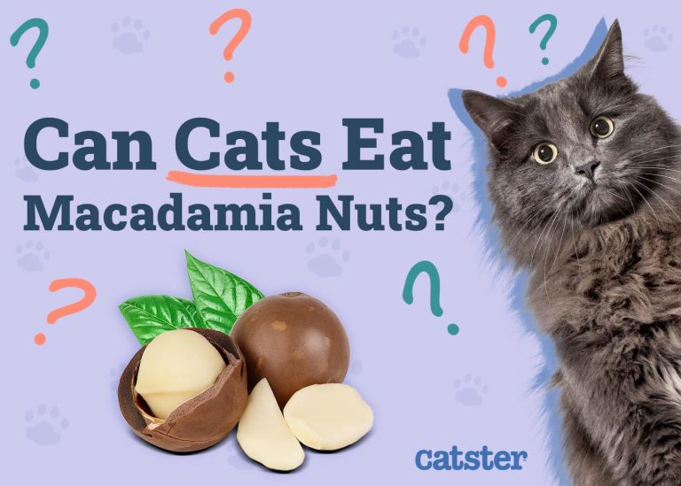 Can Cats Eat Walnuts? Vet Approved Facts & FAQ - Catster
