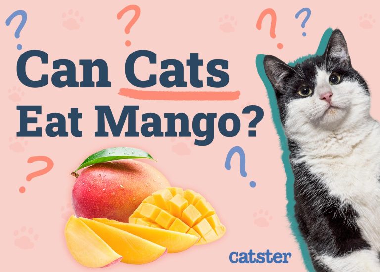 Can Cats Eat Mango? Vet Reviewed Nutrition Facts & Safety Guide - Catster