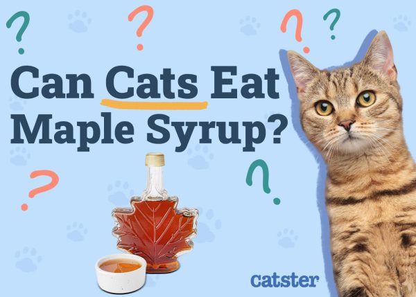 Can Cats Eat Maple Syrup? Vet-Verified Nutrition Facts & Risks - Catster
