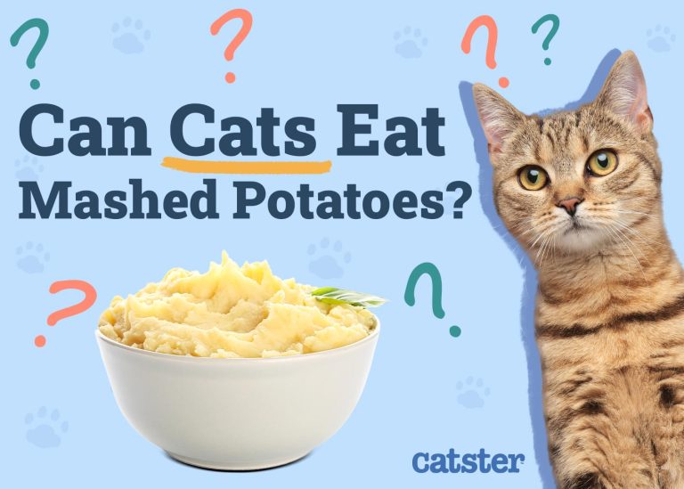 Can Cats Eat Turkey? Vet-Reviewed Nutrition Facts & FAQ - Catster