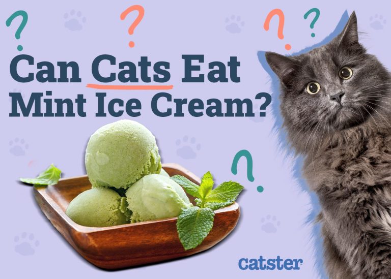 Can Cats Eat Cream Cheese? Vet-Reviewed Nutrition Facts & FAQ - Catster