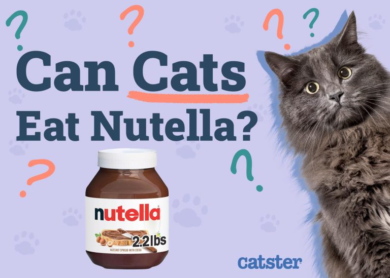 Can Cats Eat Nutella? Vet-Reviewed Health Risks & Safe Alternatives ...