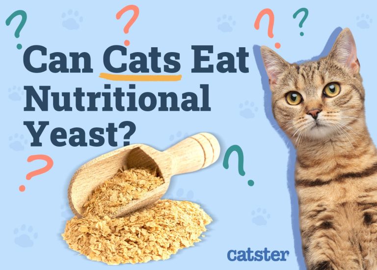 Can Cats Eat Corn? Vet-Approved Nutritional Facts & FAQ - Catster