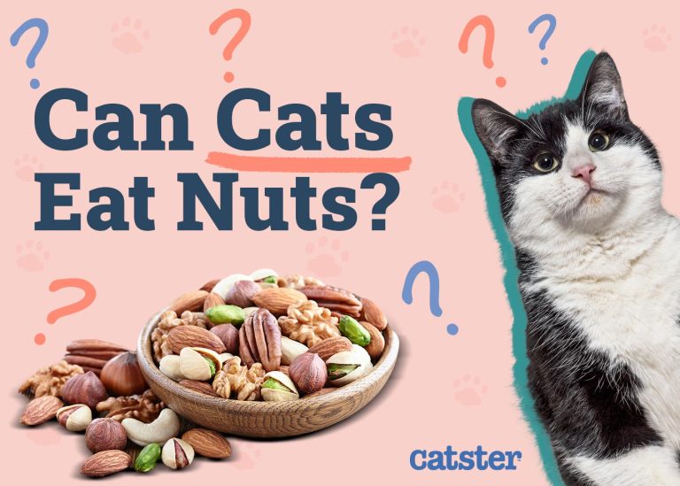 Can Cats Eat Flies? Vet-Reviewed Facts & Health Guidelines - Catster