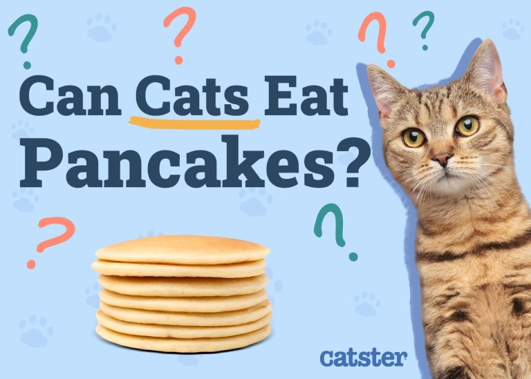 Can Cats Eat Pancakes? Vet-Verified Nutritional Facts & Health Advice ...