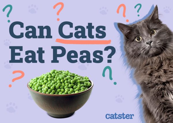 Can Cats Eat Peas? Vet-Reviewed Facts & FAQ - Catster