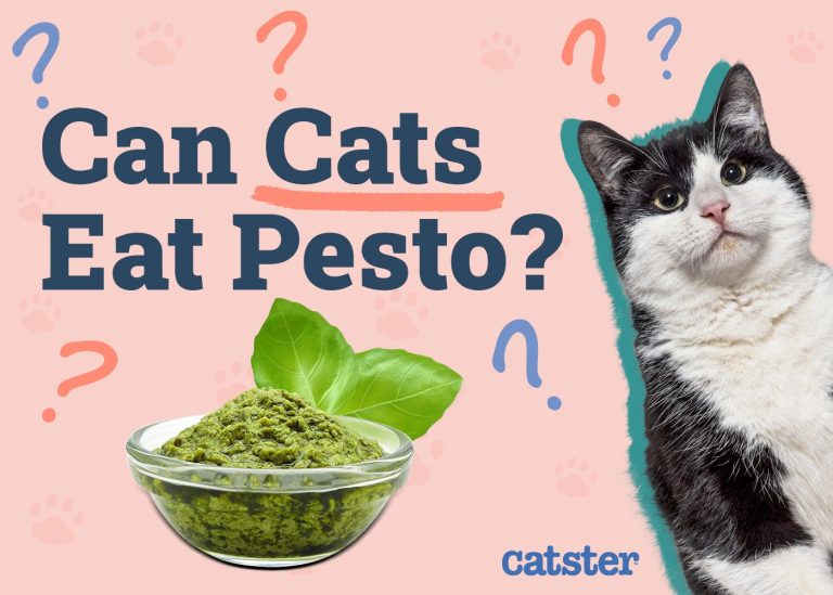 Can Cats Eat Mustard? Vet-Verified Risks & Precautions - Catster