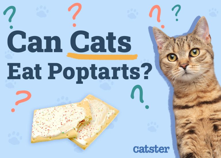 Can Cats Eat Weed? Vet-Approved Facts & Safety Guide - Catster