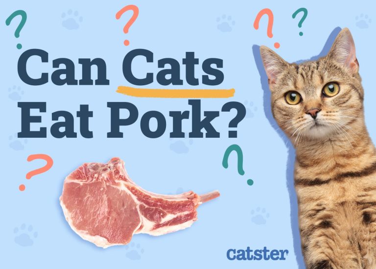 Can Cats Eat Pork? Vet-Verified Facts & FAQ - Catster