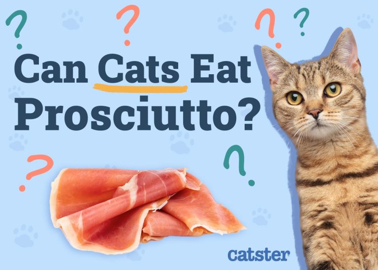 Can Cats Eat Salmon? Vet-Verified Facts & FAQ - Catster