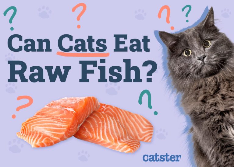 Do Cats Eat Snakes? Vet-Verified Risks & Precautions - Catster