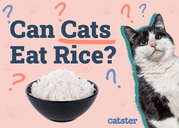 Can Cats Eat Rice? Vet-Approved Facts & FAQ - Catster