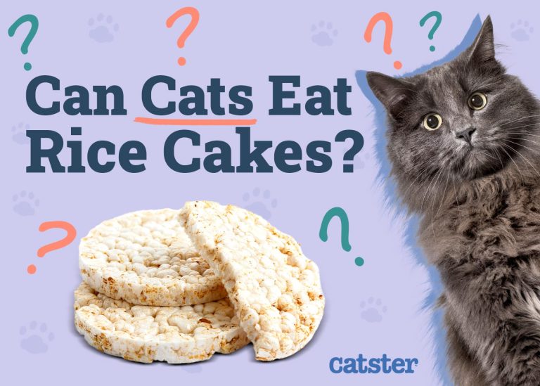 Can Cats Eat Rice Cakes? Vet-Approved Nutrition Facts & Safety Guide ...