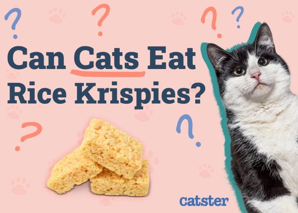 Can Cats Eat Rice? Vet-Approved Facts & FAQ - Catster