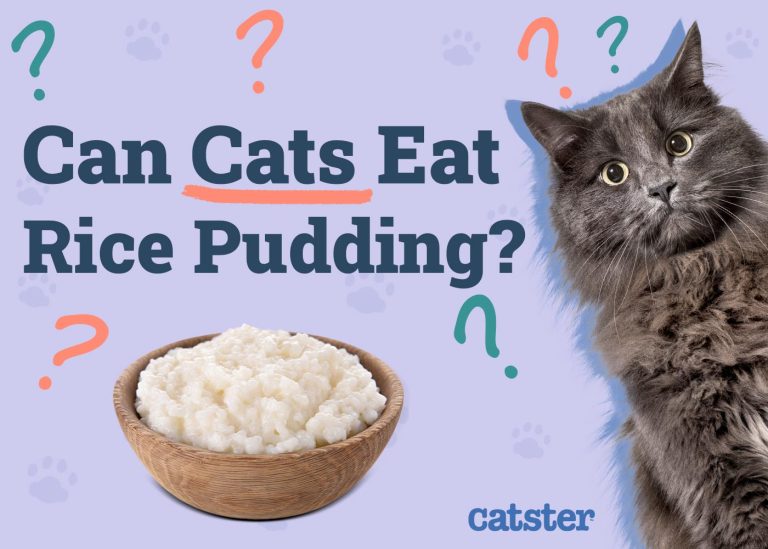 Can Cats Eat Rice Pudding? Vet Reviewed Nutrition Facts & FAQ - Catster
