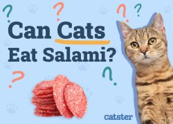 Can Cats Eat Salami? Vet-Reviewed Risks & Healthy Alternatives - Catster