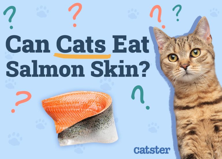 Can Cats Eat Pasta? Vet-Reviewed Diet Facts & FAQ - Catster