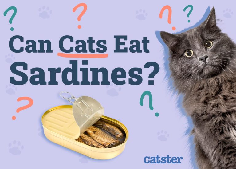 Can Cats Eat Pasta? Vet-Reviewed Diet Facts & FAQ - Catster